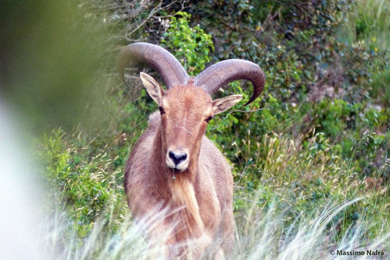 [Insolite] Une population de mouflons à manchettes sur le Grand site ...
